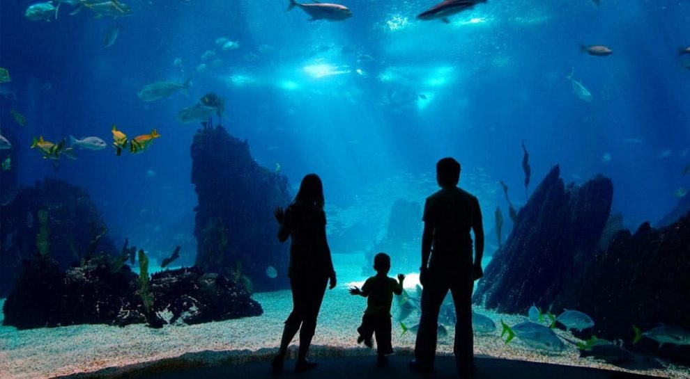 Custom Aquarium Designer, Fish Collector | Turnkey Public Aquariums